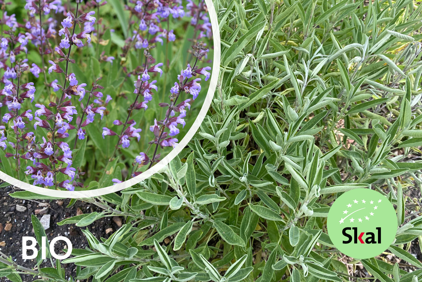 Biologisch Echte Salie - Salvia officinalis (Eetbare plant)