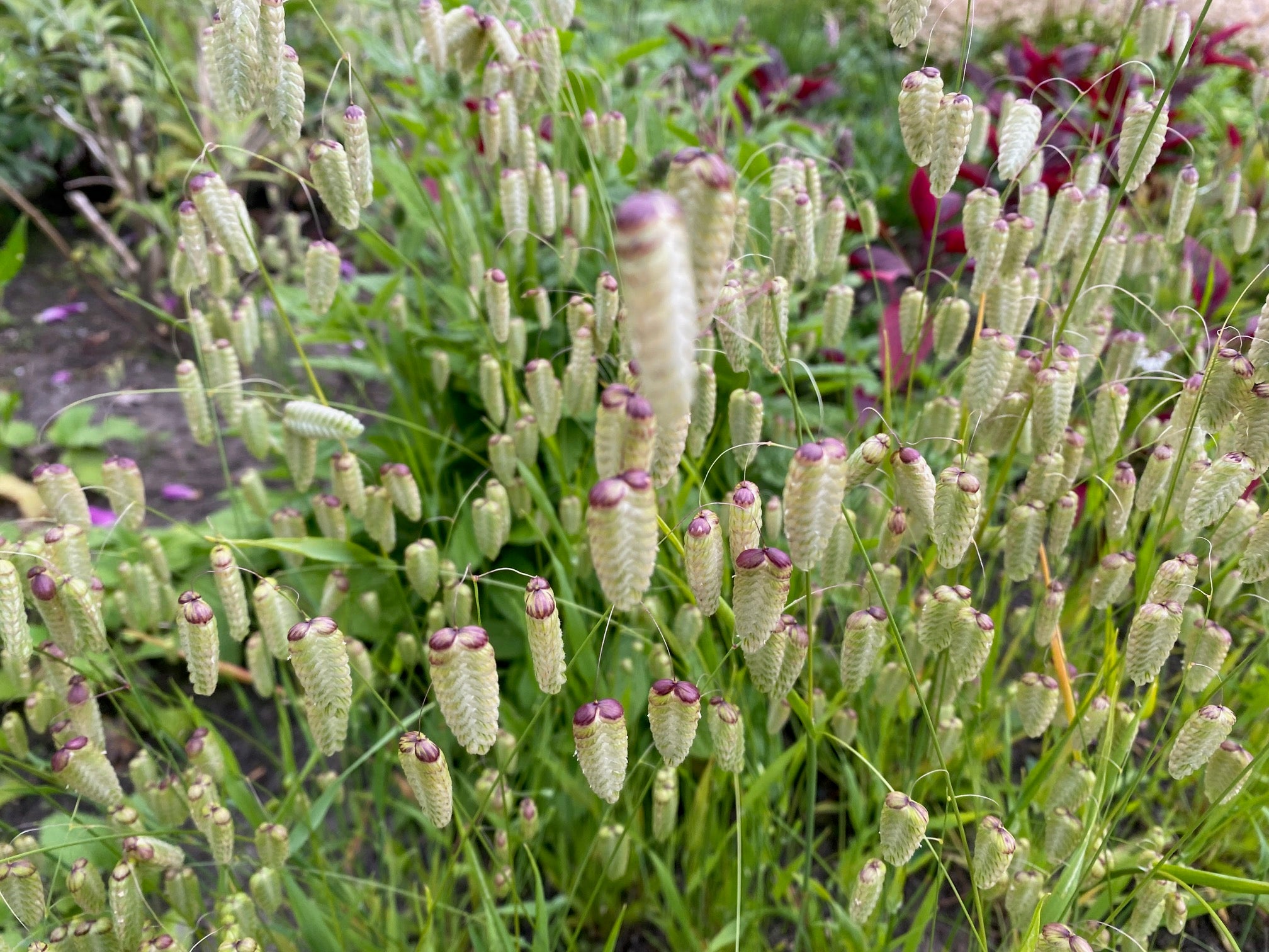 Groot trilgras - Briza maxima - siergrassen met opvallende bloei