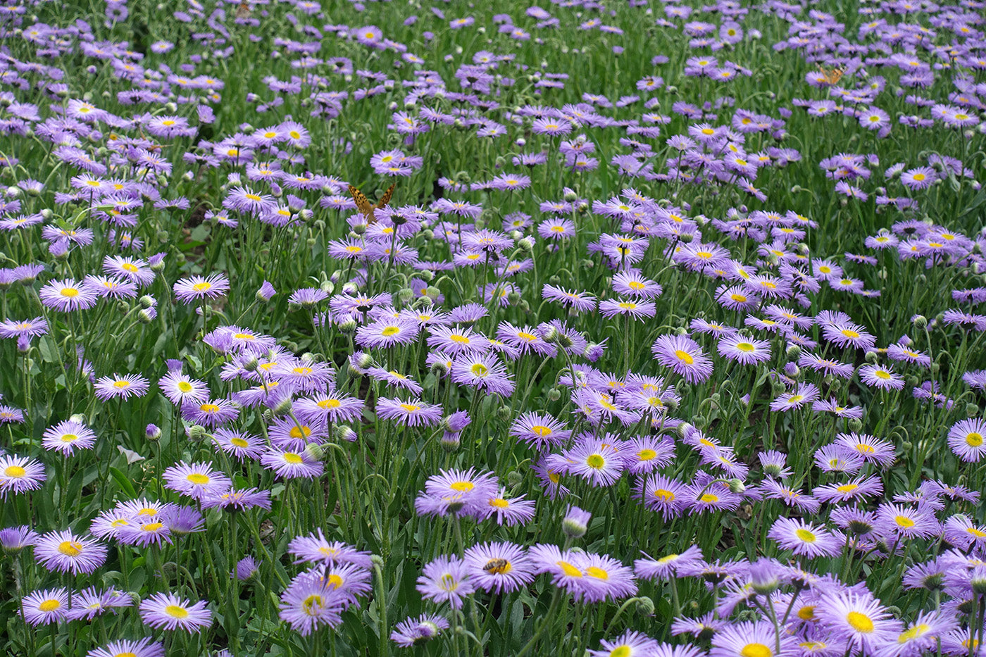 Fijnstraal - Erigeron karvinskianus 'Lavender Lady' plant