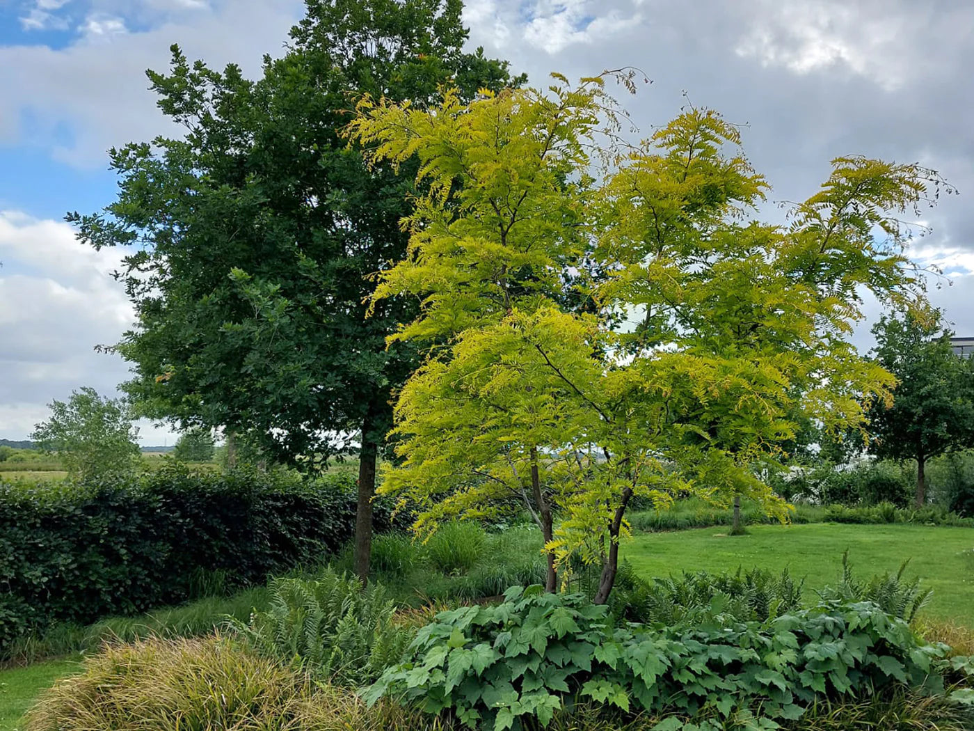 Soorten Bomen Soorten Bonsai Bomen