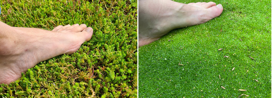 Top 3 mooiste beloopbare bodembedekkers als alternatief voor het gazon