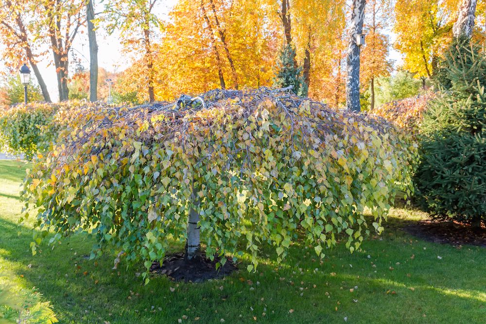 Soorten Bomen Tuin Bomen | Neutkens Planten En Bomencentrum