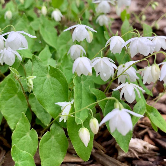 Vaste Planten voor in de tuin - Alle populaire soorten