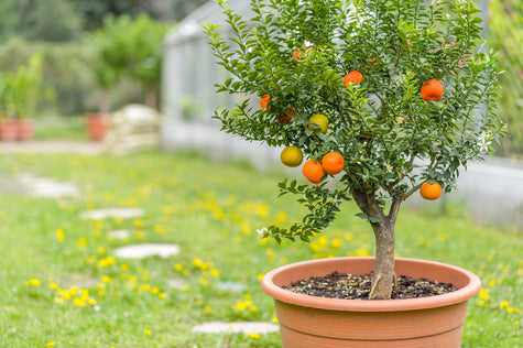 Fruitstruiken soorten, eetbare struiken voor in de tuin kopen