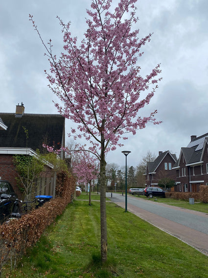 Bomen op stam Hoogstam bomen groenblijvend en bloeiend