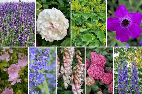 Borderpakketten - Engelse tuin - Cottage tuin borderpakket