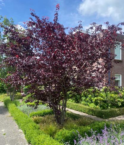 Meerstammige struiken & Solitaire heesters voor kleine tuin