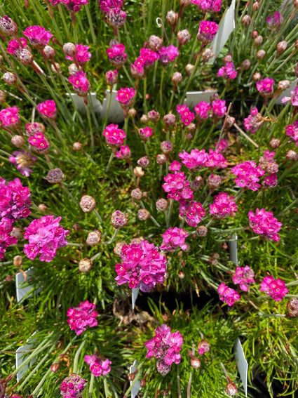 Engels gras Armeria maritima 20+ soorten, combineren en info