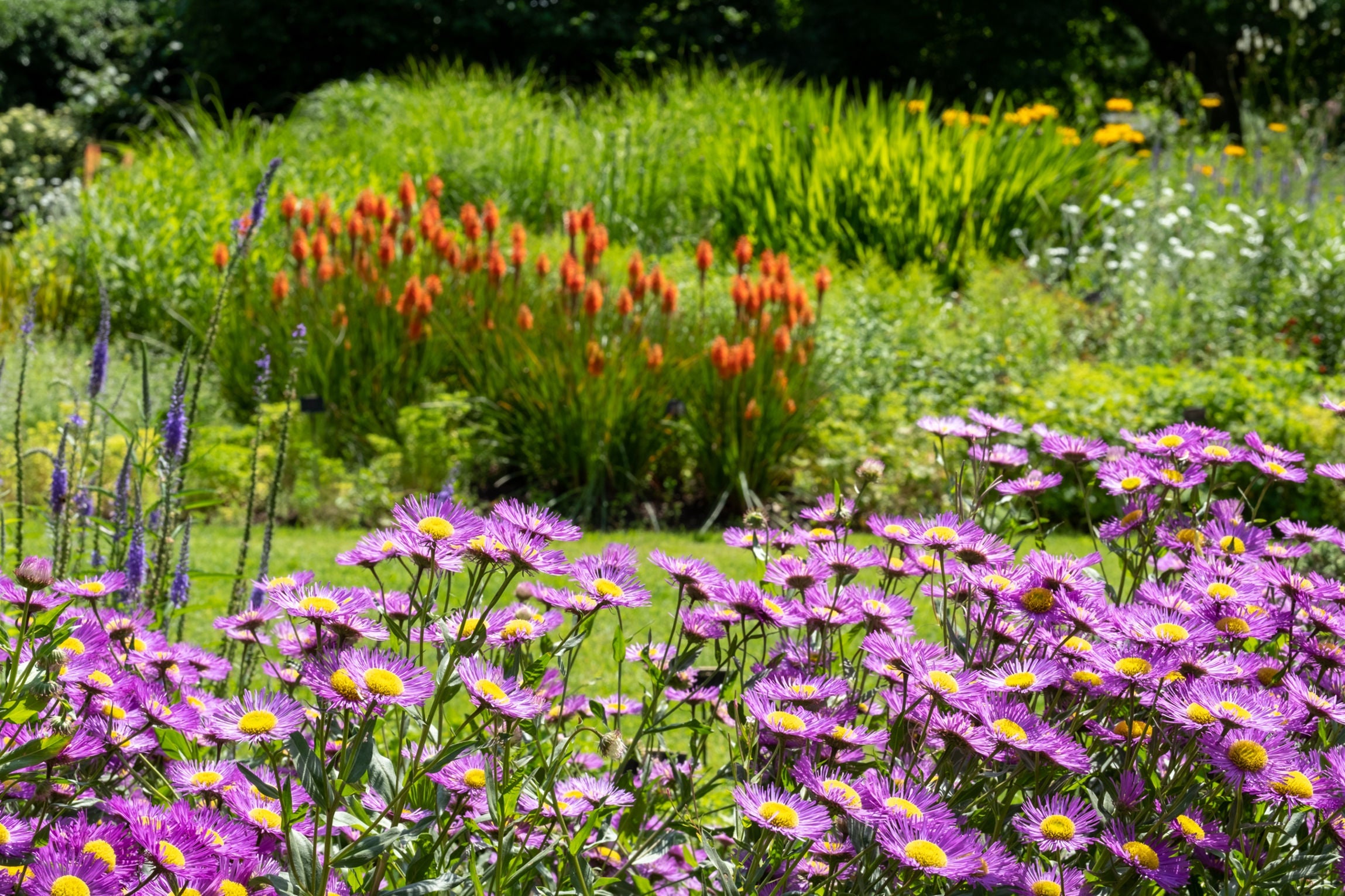 Vaste Planten voor in de tuin - Alle populaire soorten