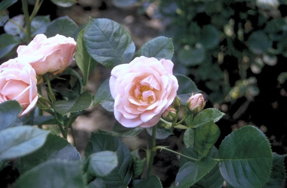 Struikrozen voor in de tuin kopen soorten en tips