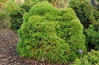 Cipres Bomen Slanke bomen - Cypres Informatie en tips