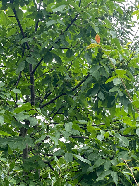 Walnoot 'Juglans' walnootbomen kopen? Kies uit 12 soorten