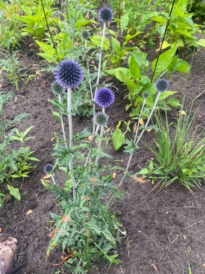 Kogeldistel - Echinops ritro 'Veitch's Blue' - Yarinde tuinplant