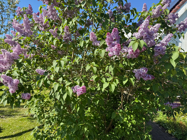 Syringa vulgaris, Gewone sering struiken kopen & combineren