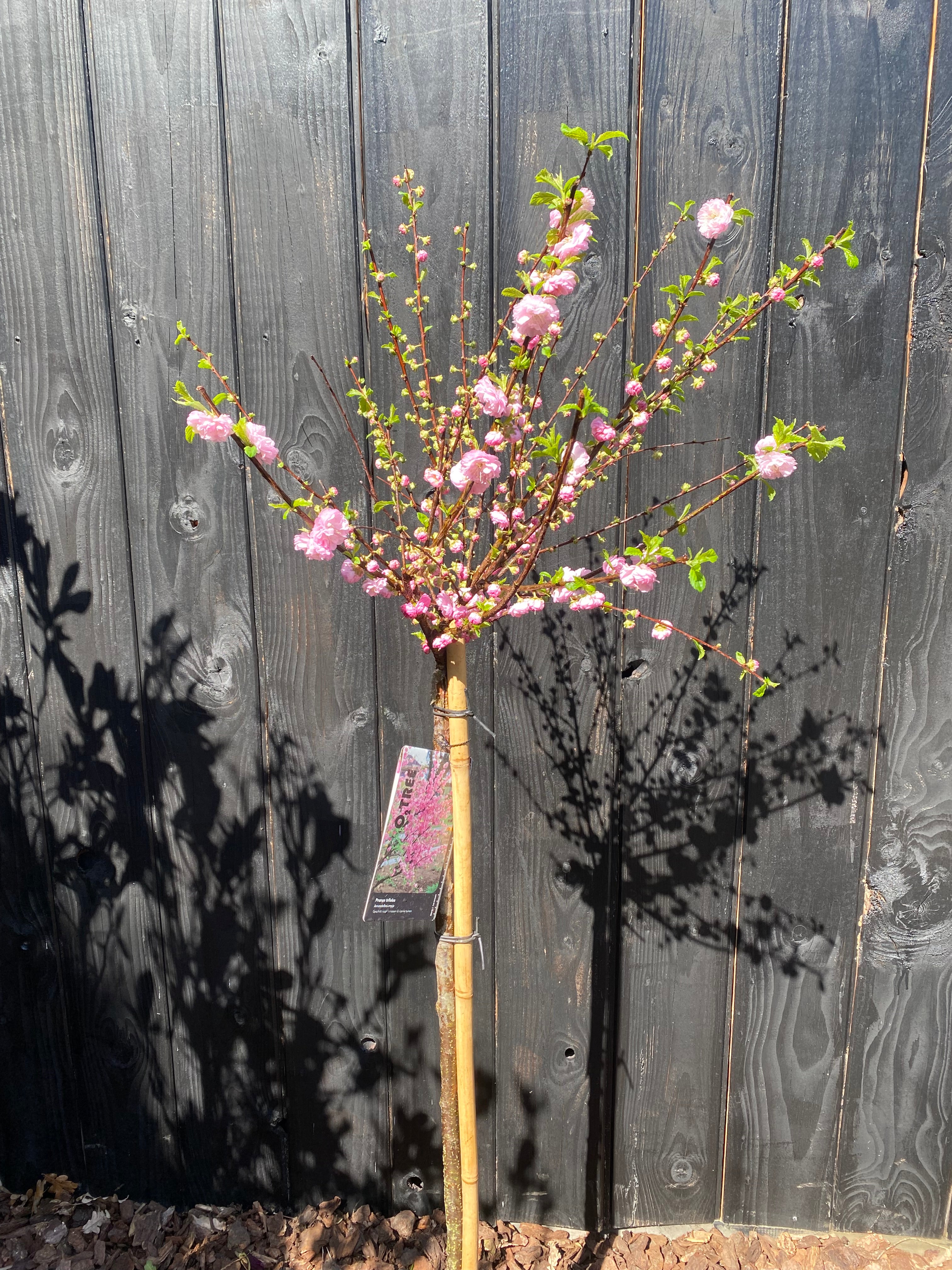 Amandelboompje op stam 'Prunus triloba' boompjes kopen
