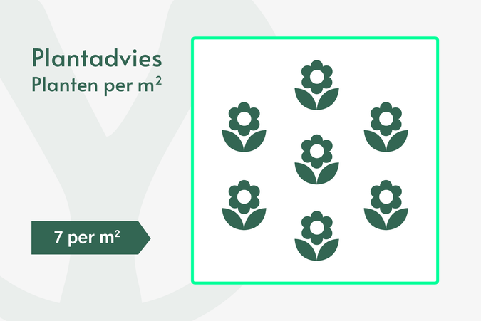 Chinese ruit - Thalictrum delavayi plant kopen & combineren
