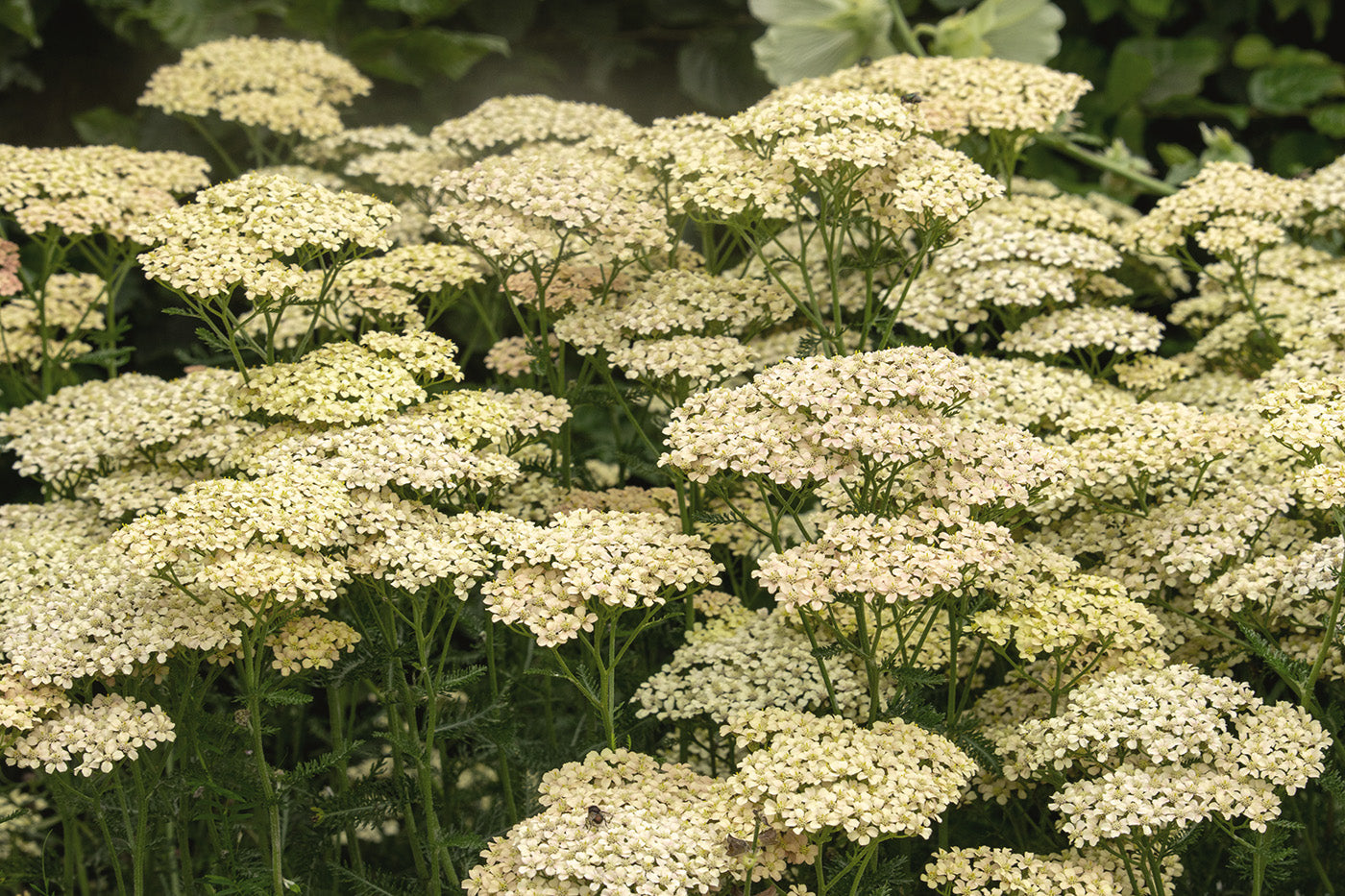 Duizendblad - Achillea millefolium 'Rainbow Creme de la Creme'