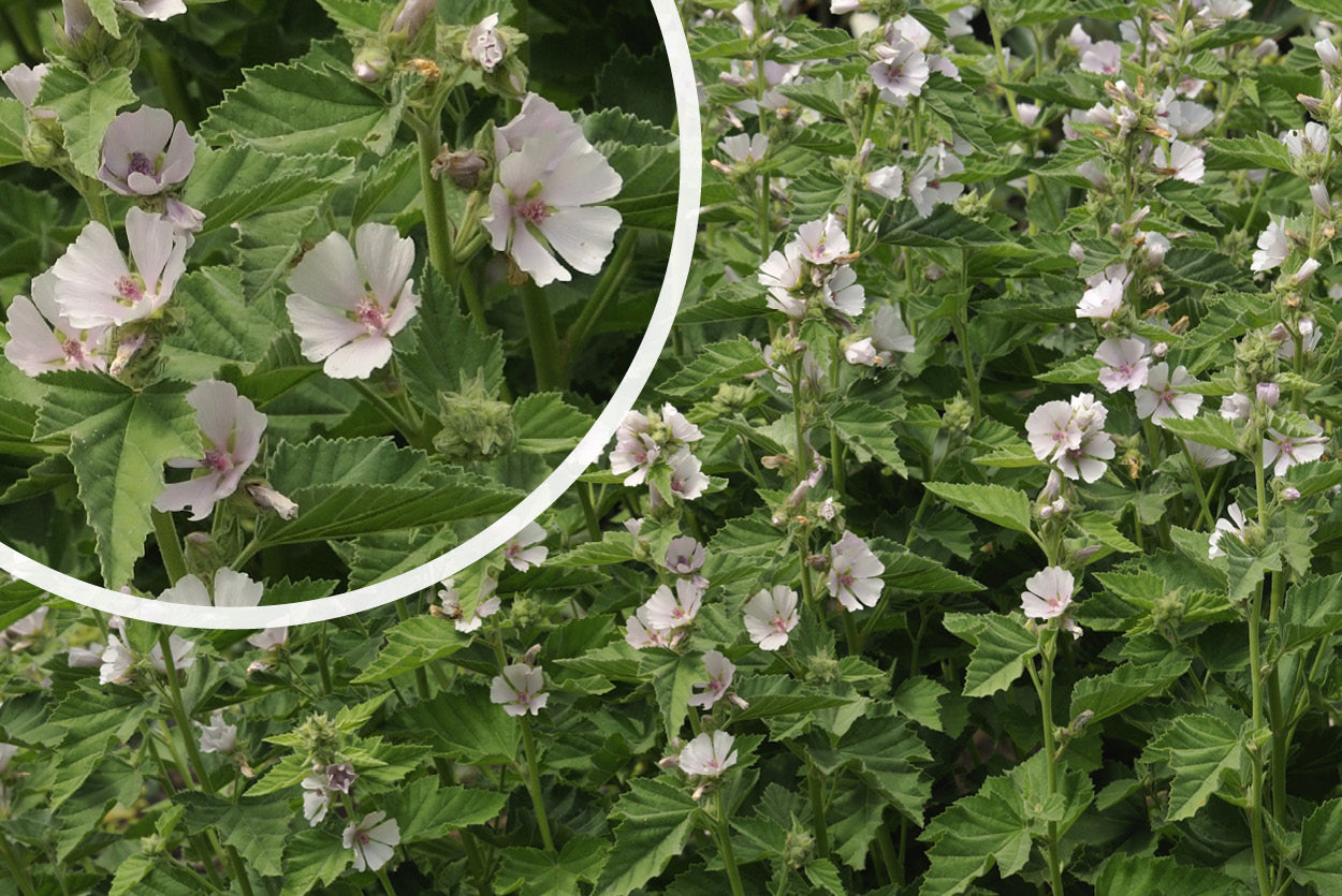 Echte heemst - Althaea officinalis plant kopen & combineren