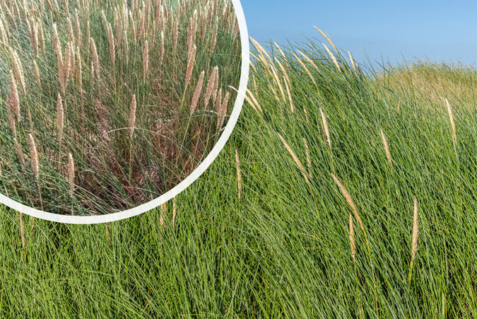 Helmgras 'Ammophila arenaria' siergras kopen & combineren