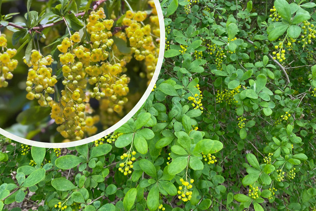 Zuurbes Berberis vulgaris gele bloemen inheemse haagplant