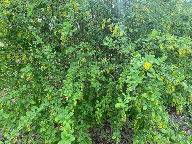 Zuurbes Berberis vulgaris gele bloemen inheemse haagplant