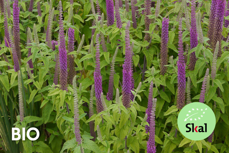 Biologisch Gamander - Teucrium hyrcanicum online bestellen