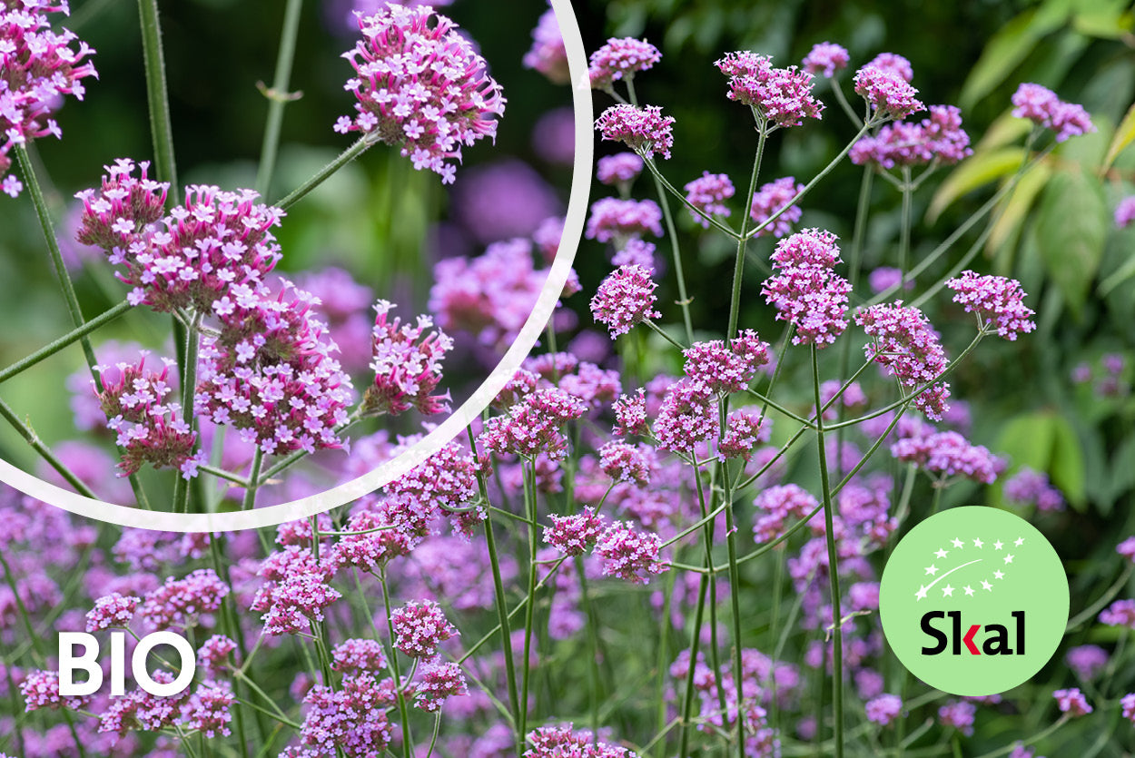 Biologisch IJzerhard - Verbena Bonariensis planten bio kopen