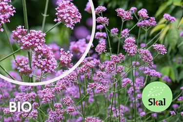 Biologisch IJzerhard - Verbena Bonariensis planten bio kopen