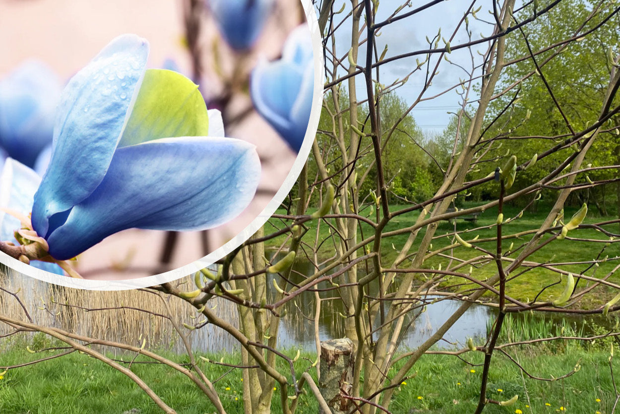 Bosmagnolia - Magnolia acuminata 'Blue opal' blauwe magnolia