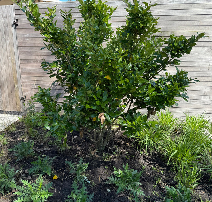Meerstammige Liguster, Ligustrum japonicum 'Texanum' wintergroen