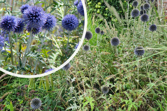Kogeldistel - Echinops ritro 'Veitch's Blue' - Yarinde tuinplant