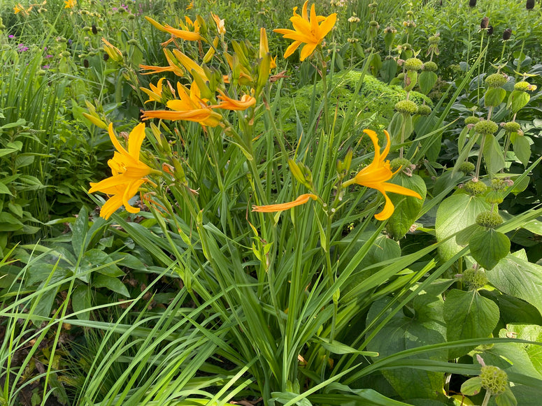 Gele daglelie - Hemerocallis lilioasphodelus plant in pot