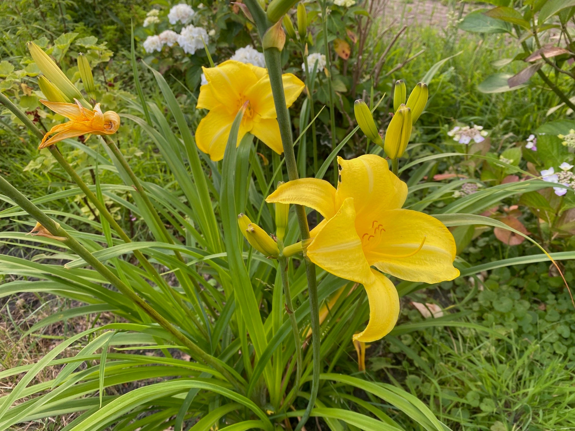 Gele daglelie - Hemerocallis lilioasphodelus plant in pot