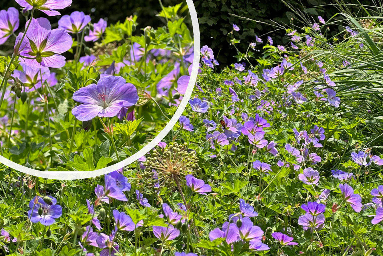 Ooievaarsbek Geranium 'Orion' plant, blauwe bloemen, koop nu