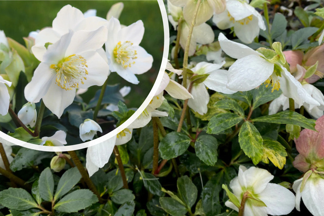 Nieskruid / Kerstroos Helleborus Niger planten - Winterbloeier wit