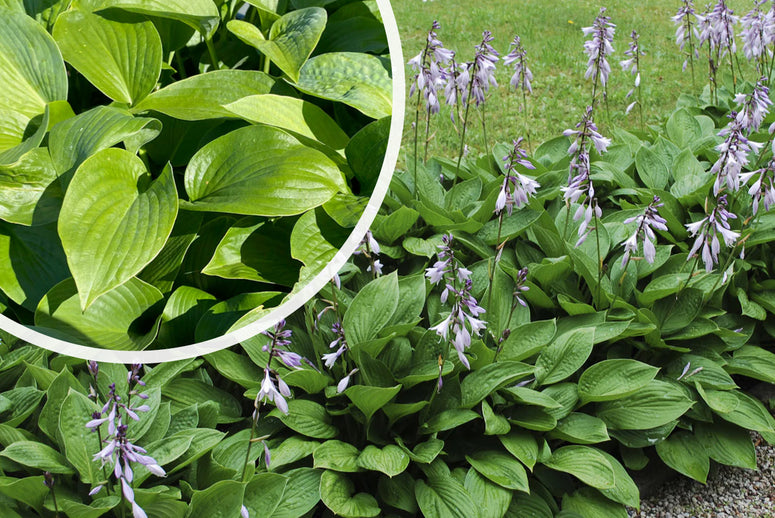 Hartlelie Hosta sieboldiana 'Elegans' planten kopen & combineren