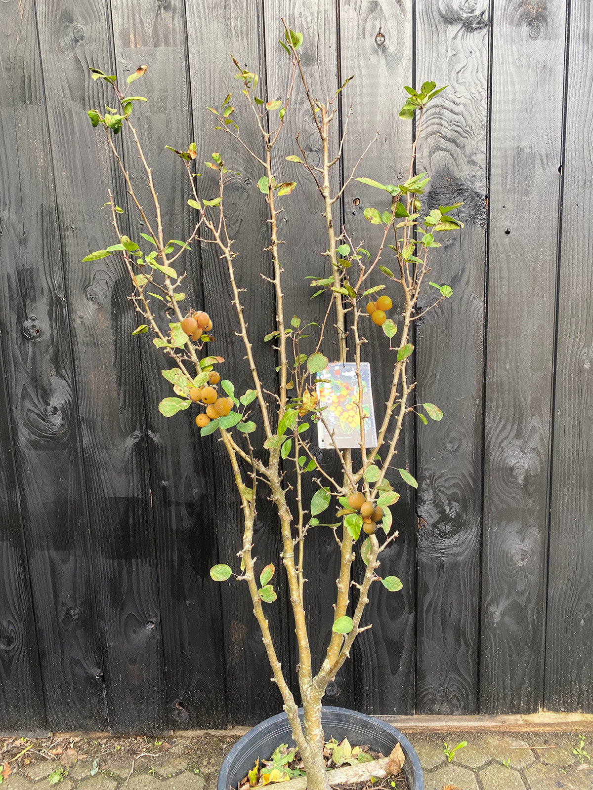 Meerstammige Sierappel (geel) boom Malus 'Golden Hornet' kopen