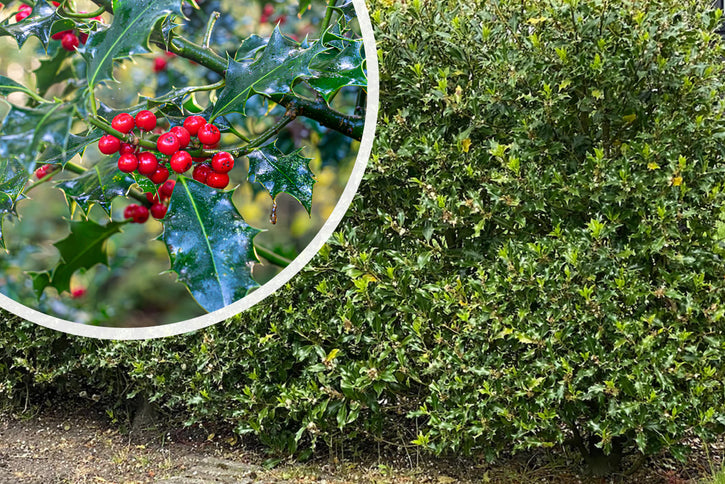Groene Hulst - Ilex Aquifolium groenblijvende struik