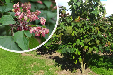 Kansenboom - Clerodendrum trichotomum - Pindakaasboom