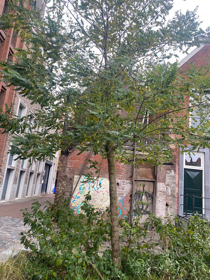 Kleverige acacia - Robinia viscosa boom