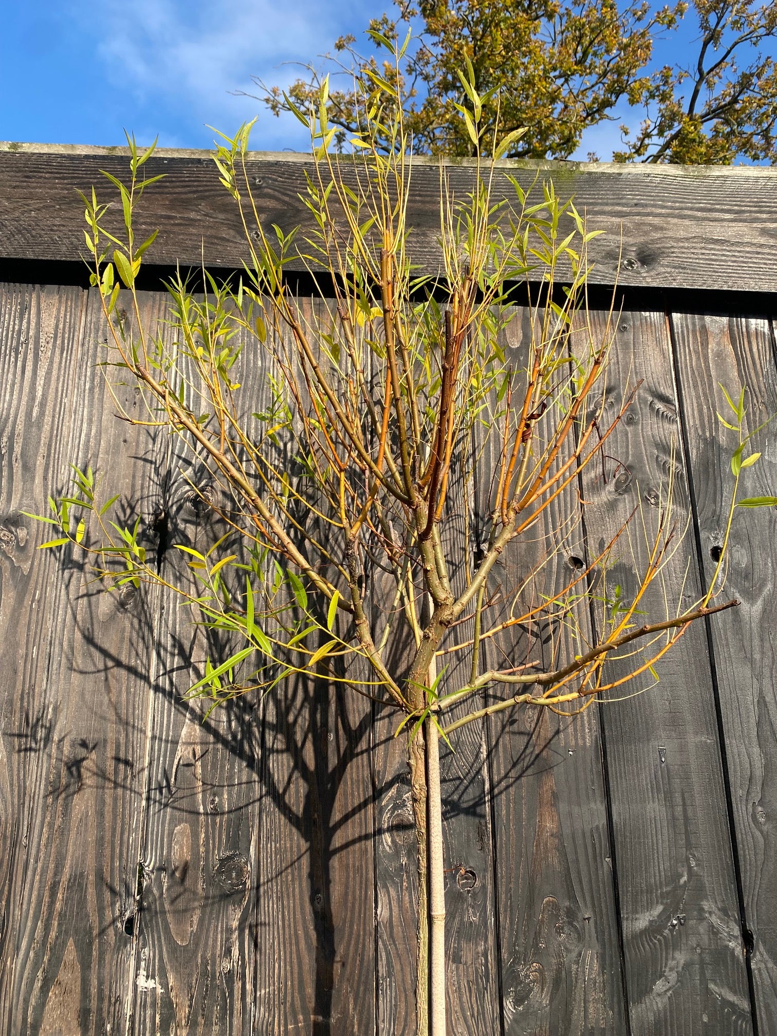 Kraakwilg - Salix fragilis 'Bullata' Hoogstam boom