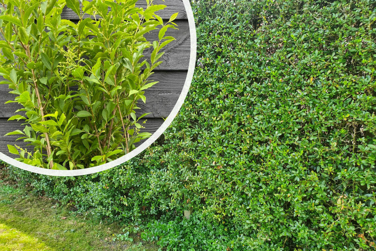 Liguster Ligustrum ovalifolium haag/ struik kopen online