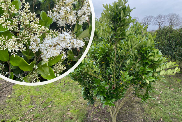 Meerstammige Liguster - Ligustrum japonicum 'Texanum' (wintergroene si