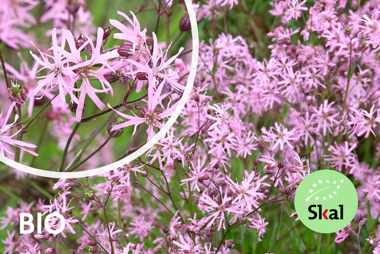 Biologisch Echte Koekoeksbloem - Lychnis flos-cuculi bio plant