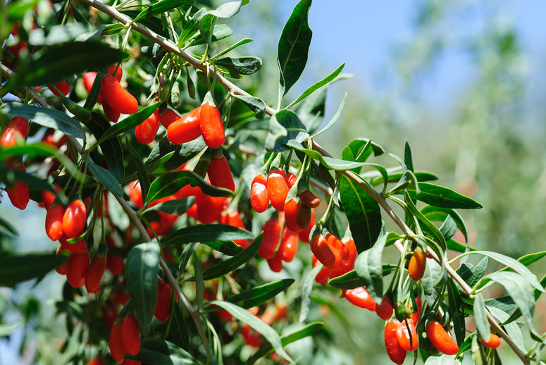Biologisch Gojibes plant, Lycium barbarum 'Little Goji' bio