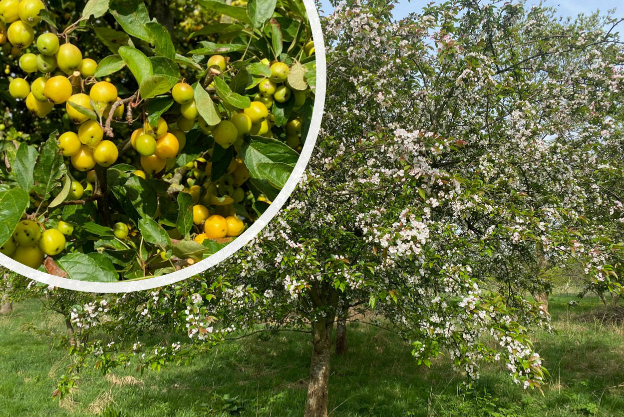 Wilde appel - Malus sylvestris - inheemse struiken / bomen op stam