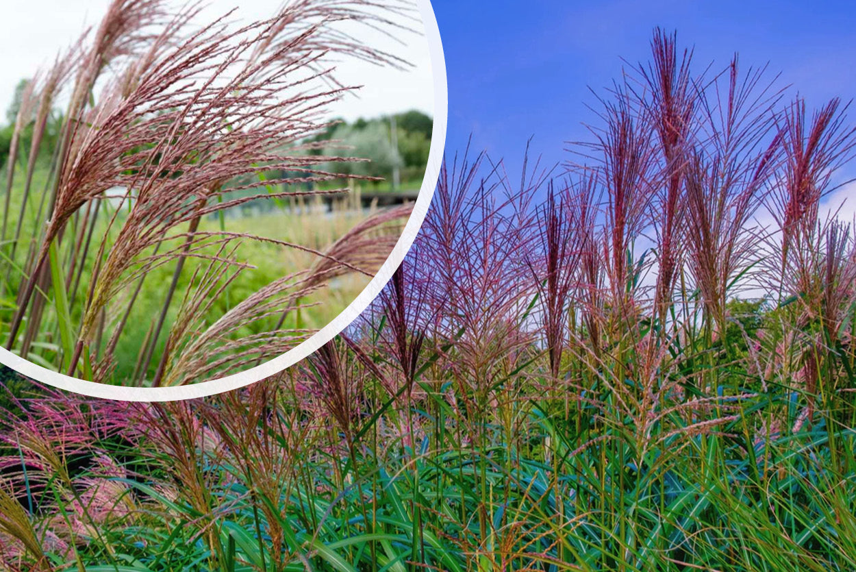 Prachtriet - Miscanthus sinensis 'Ferner Osten' rode pluimen