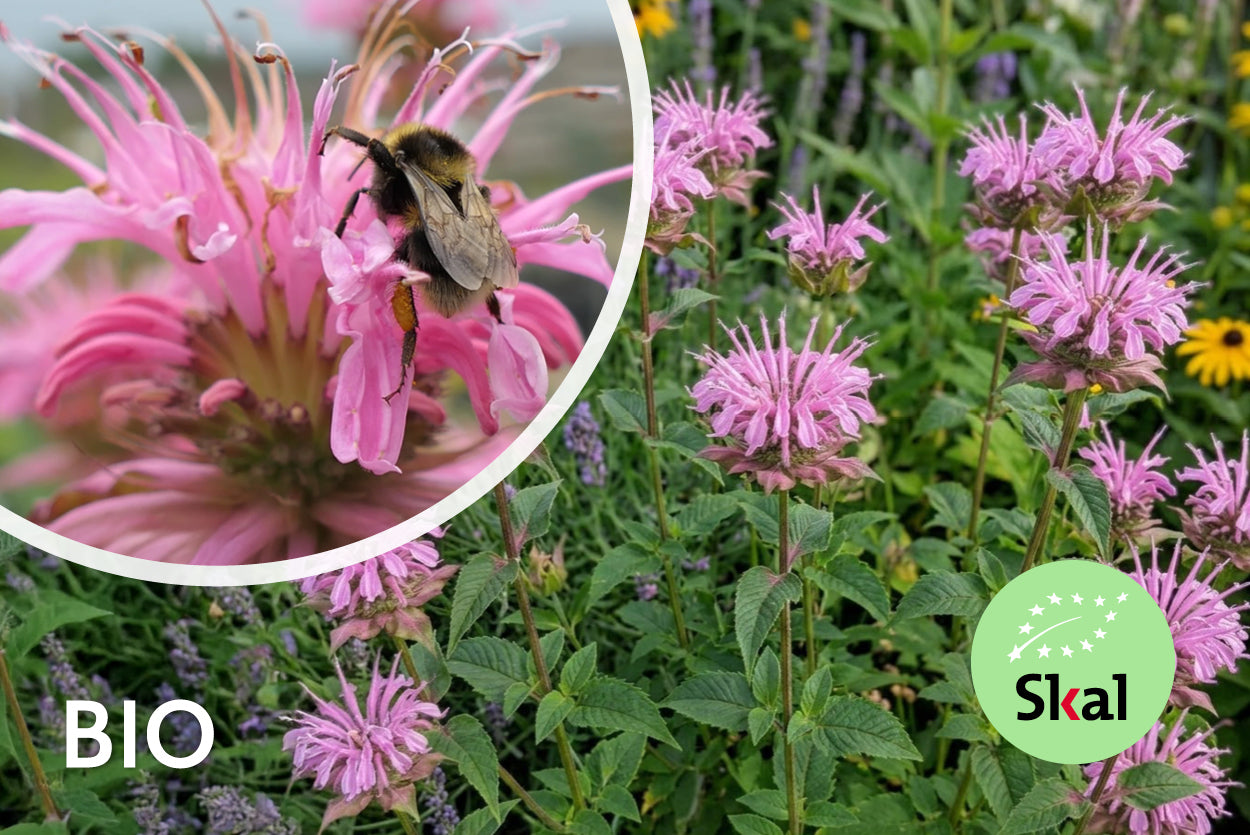 Bio Bergamotplant Monarda 'Croftway Pink' in gerecyclede P9 pot
