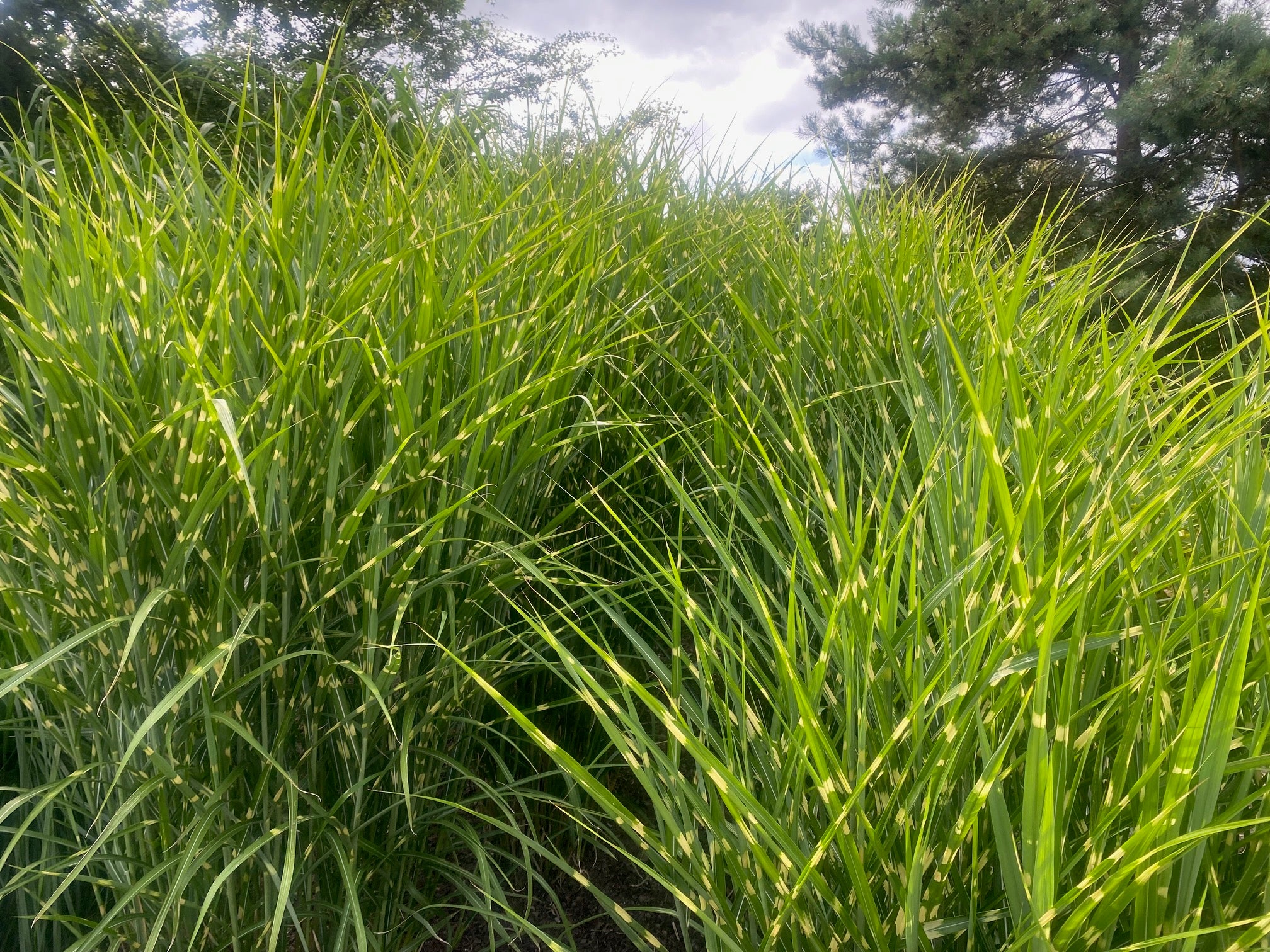 Prachtriet Miscanthus sinensis 'Zebrinus' zebragras siergras gestreept