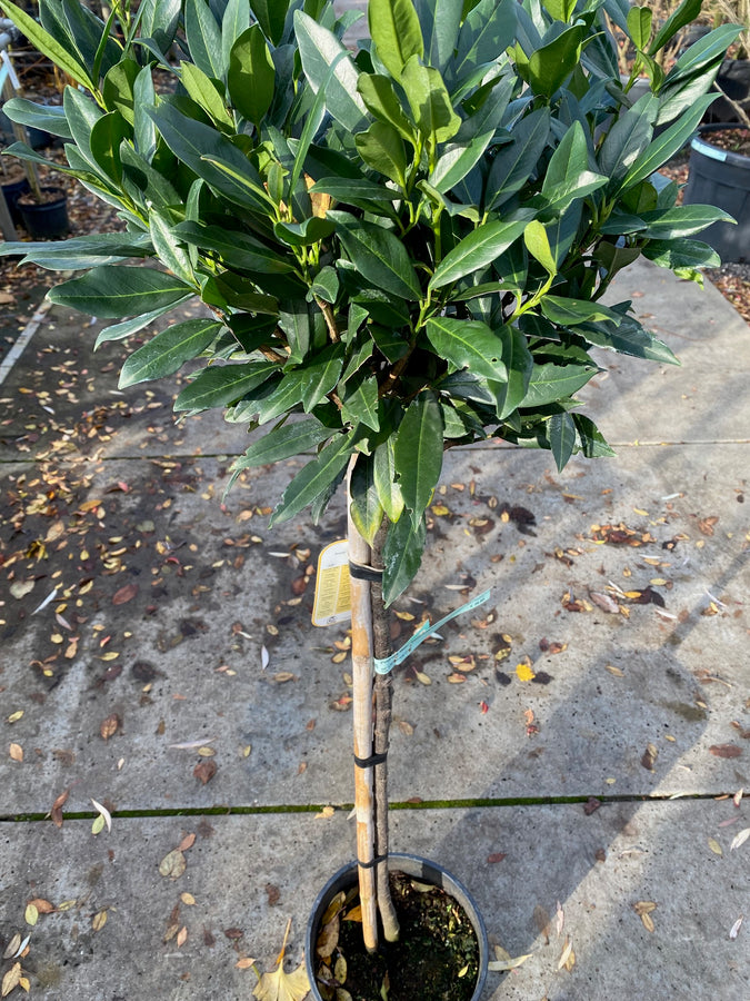 Laurierkers op stam - Prunus laurocerasus 'Etna' halfstam boompje ...